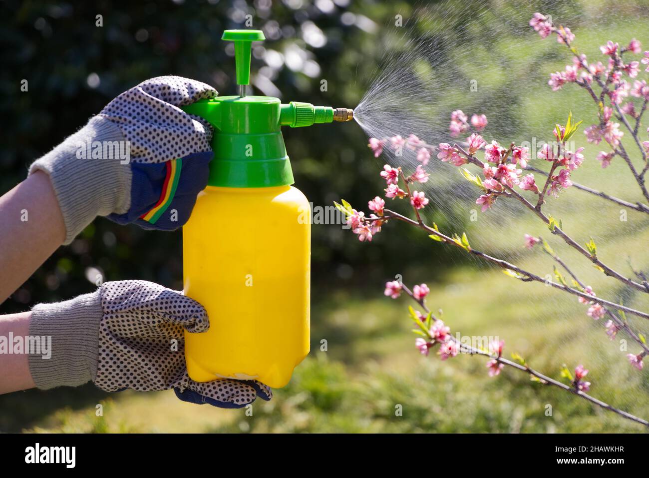 Woman with gloves spraying a blooming fruit tree against plant diseases ...