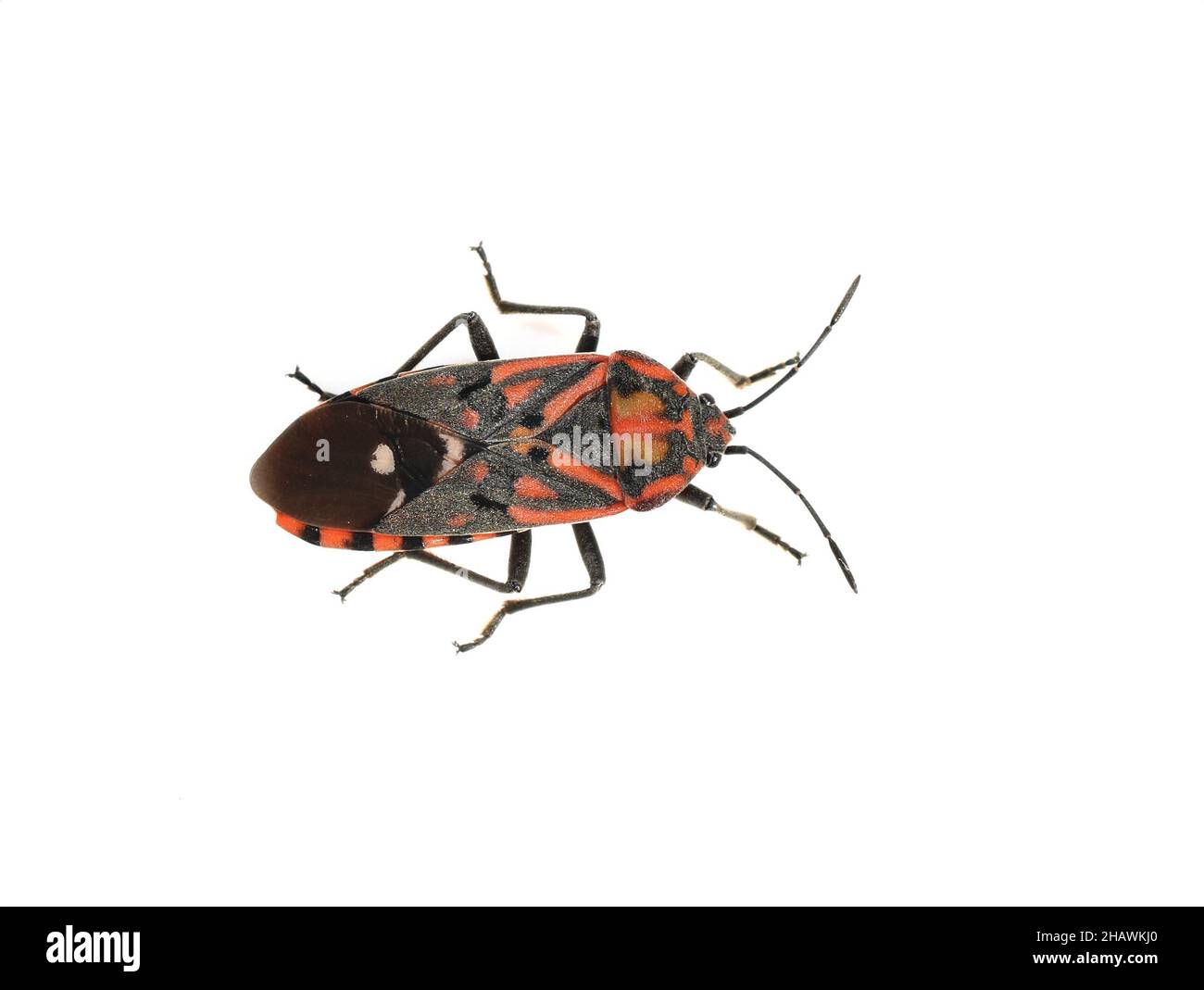 Black and red seed bug Spilostethus pandurus isolated on white ...