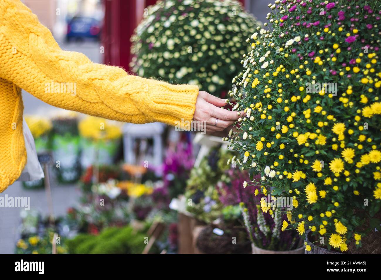 Woman hand choosing flowers in flower shop at city. Customer shopping ...