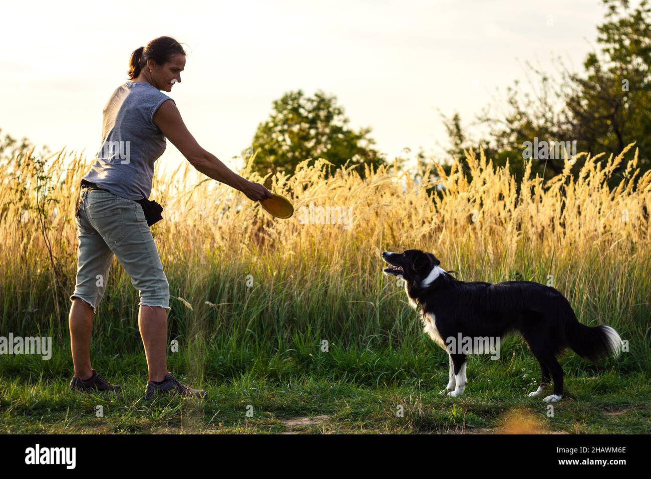 Woman playing with her dog outdoors at summer. Pet owner throwing ...