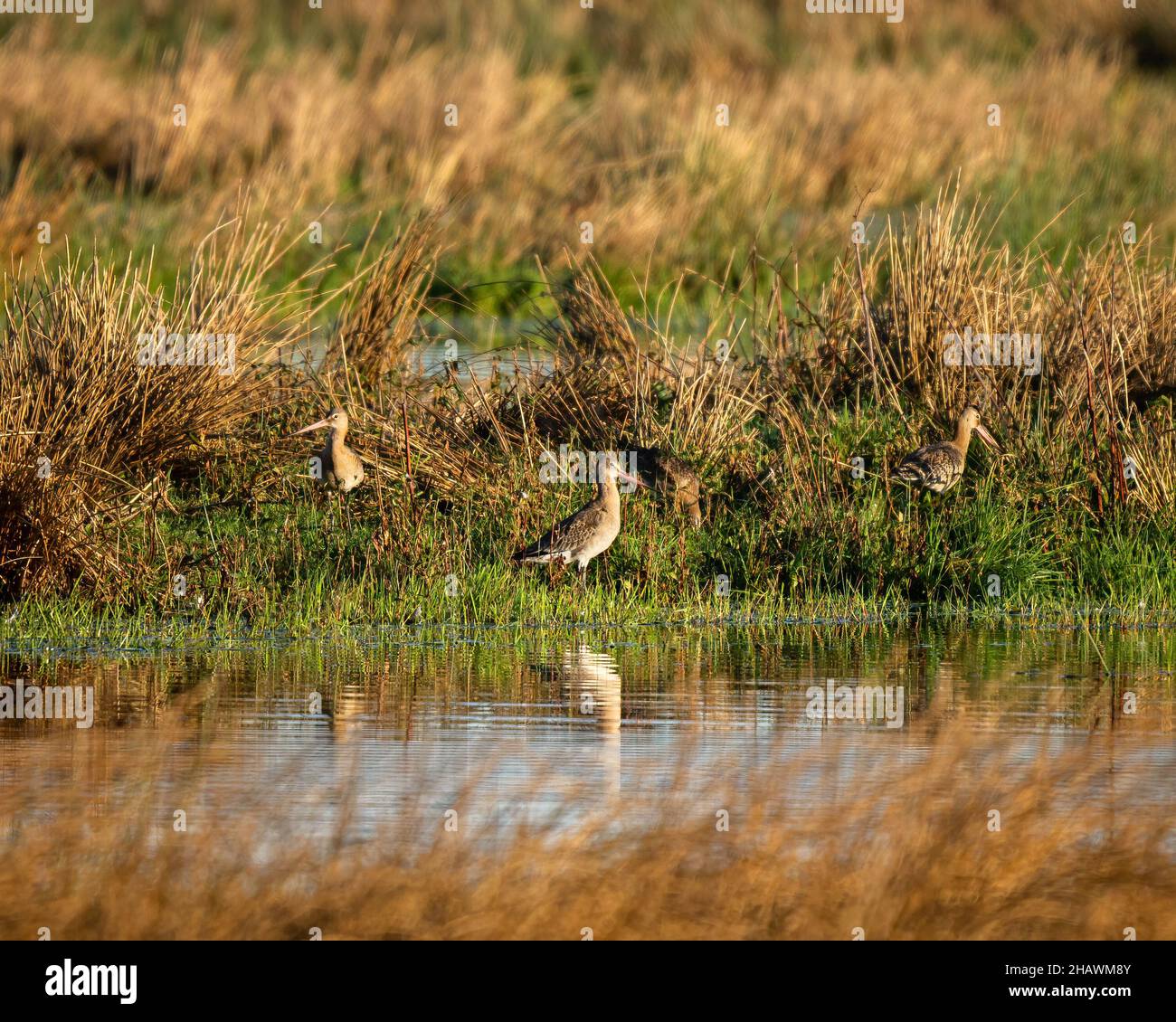 Bar-tailed godwit (Limosa lapponica) at the Cors Ddyga (Malltraeth ...