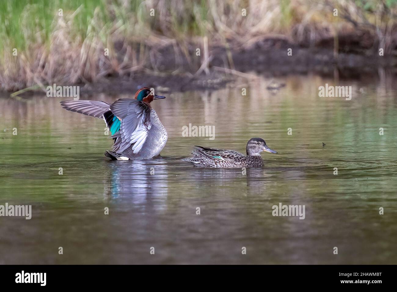 Male and female teal hi-res stock photography and images - Alamy