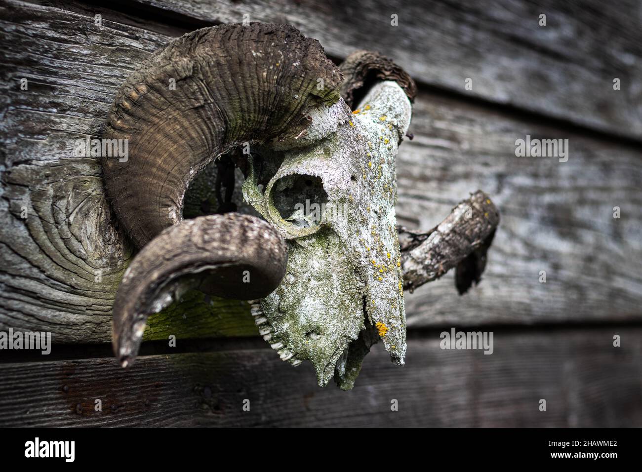 Ram skull on wooden wall. Spooky old skull Stock Photo - Alamy