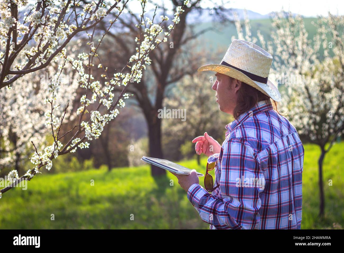 Farmer using digital tablet while inspecting blooming fruit trees in ...