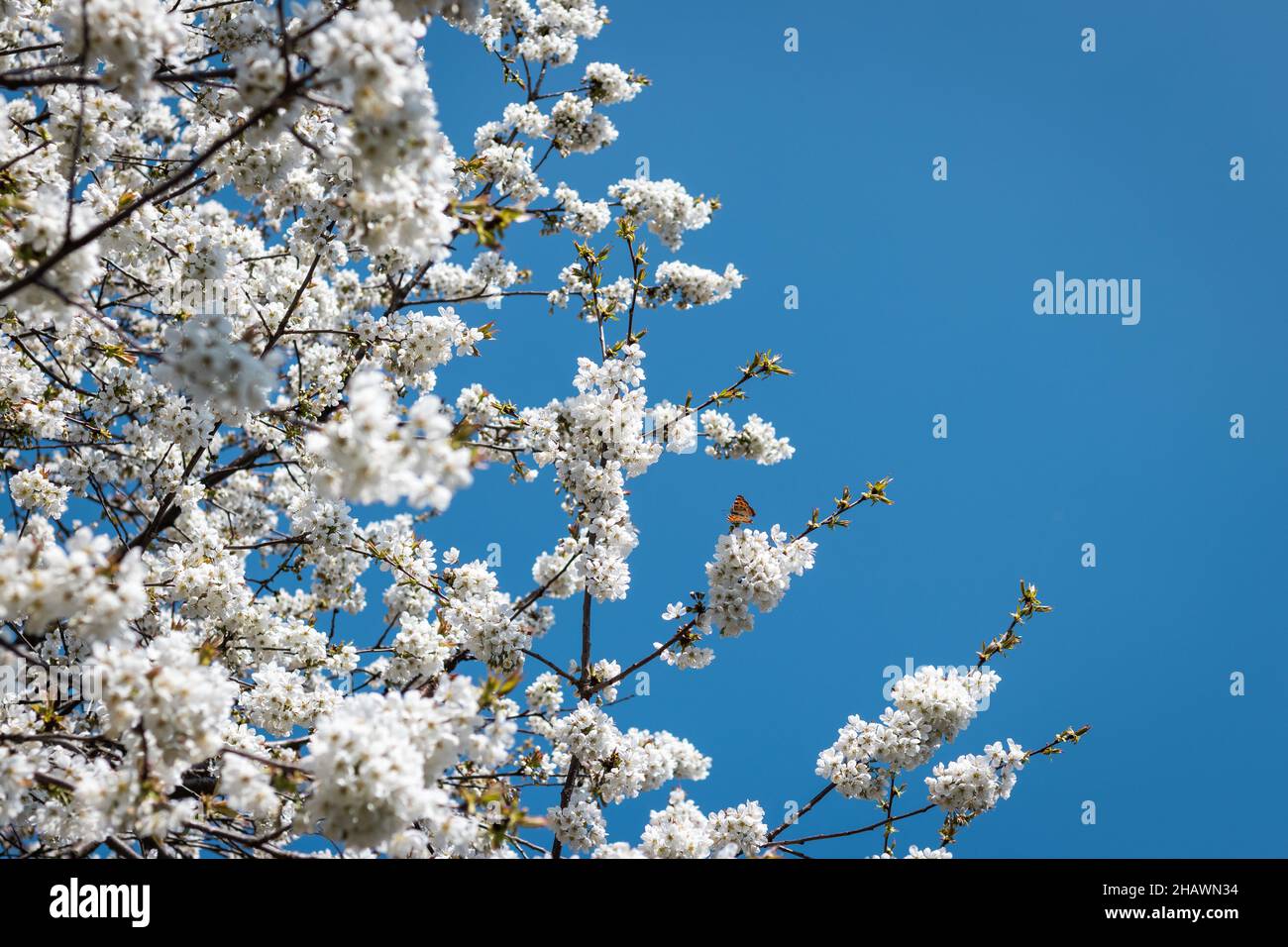 White cherry blossom against blue sky at spring. Blooming cherry tree ...
