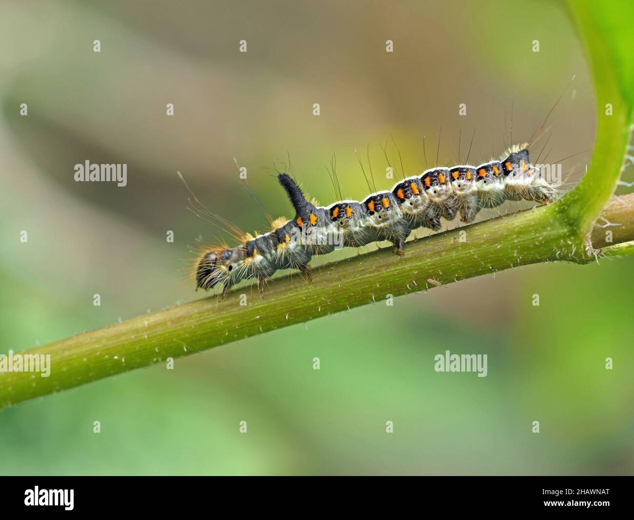 detailed close-up of Grey Dagger moth caterpillar (Acronicta psi) a ...