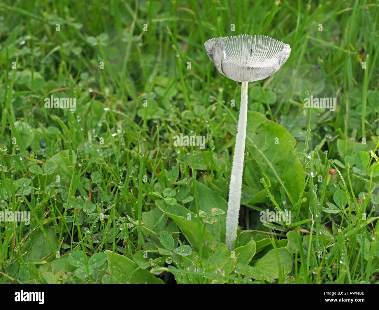 delicate translucent Hare's Foot Inkcap (Coprinopsis lagopus / Coprinus ...