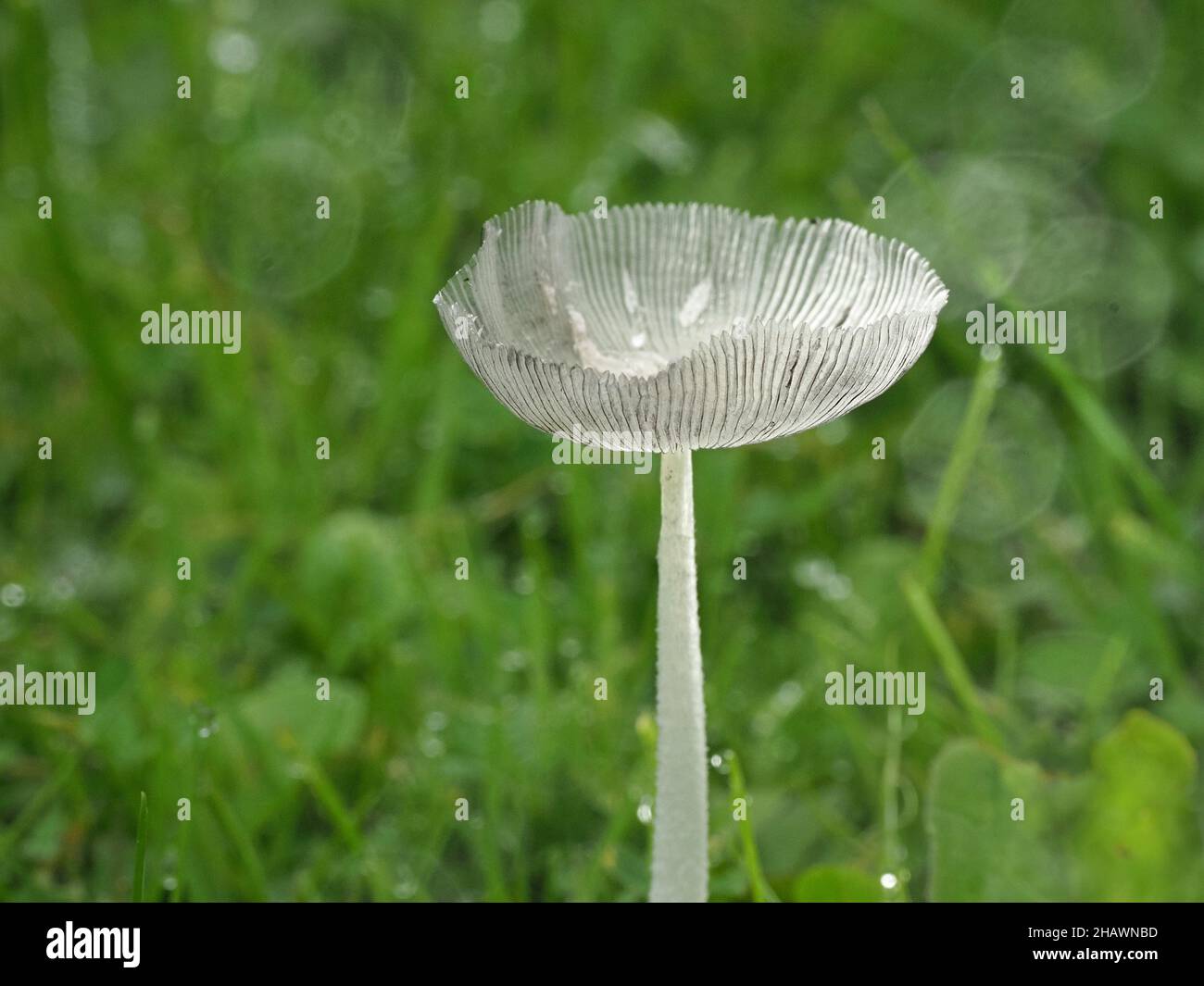 delicate translucent Hare's Foot Inkcap (Coprinopsis lagopus / Coprinus ...