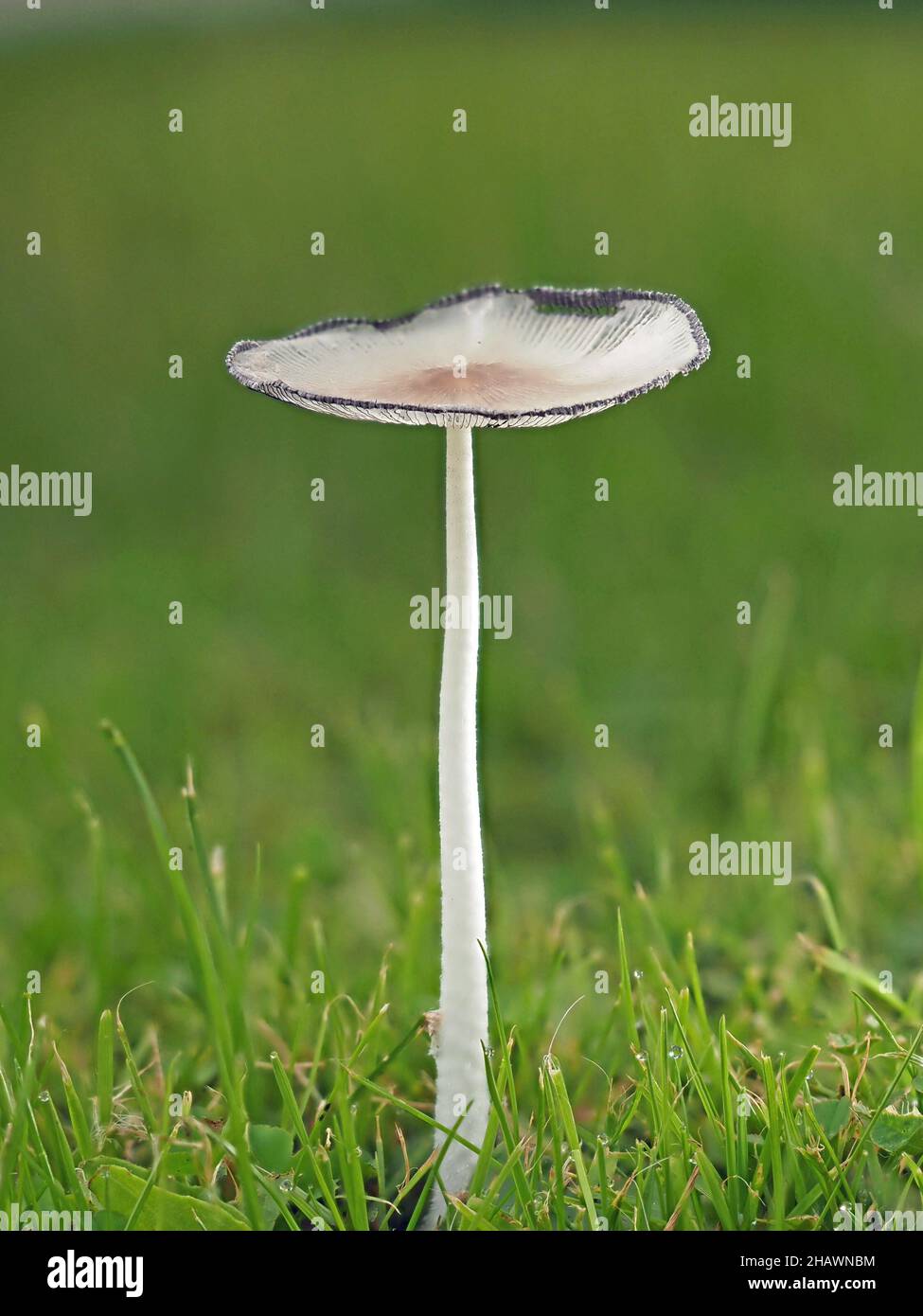 delicate translucent Hare's Foot Inkcap (Coprinopsis lagopus / Coprinus ...