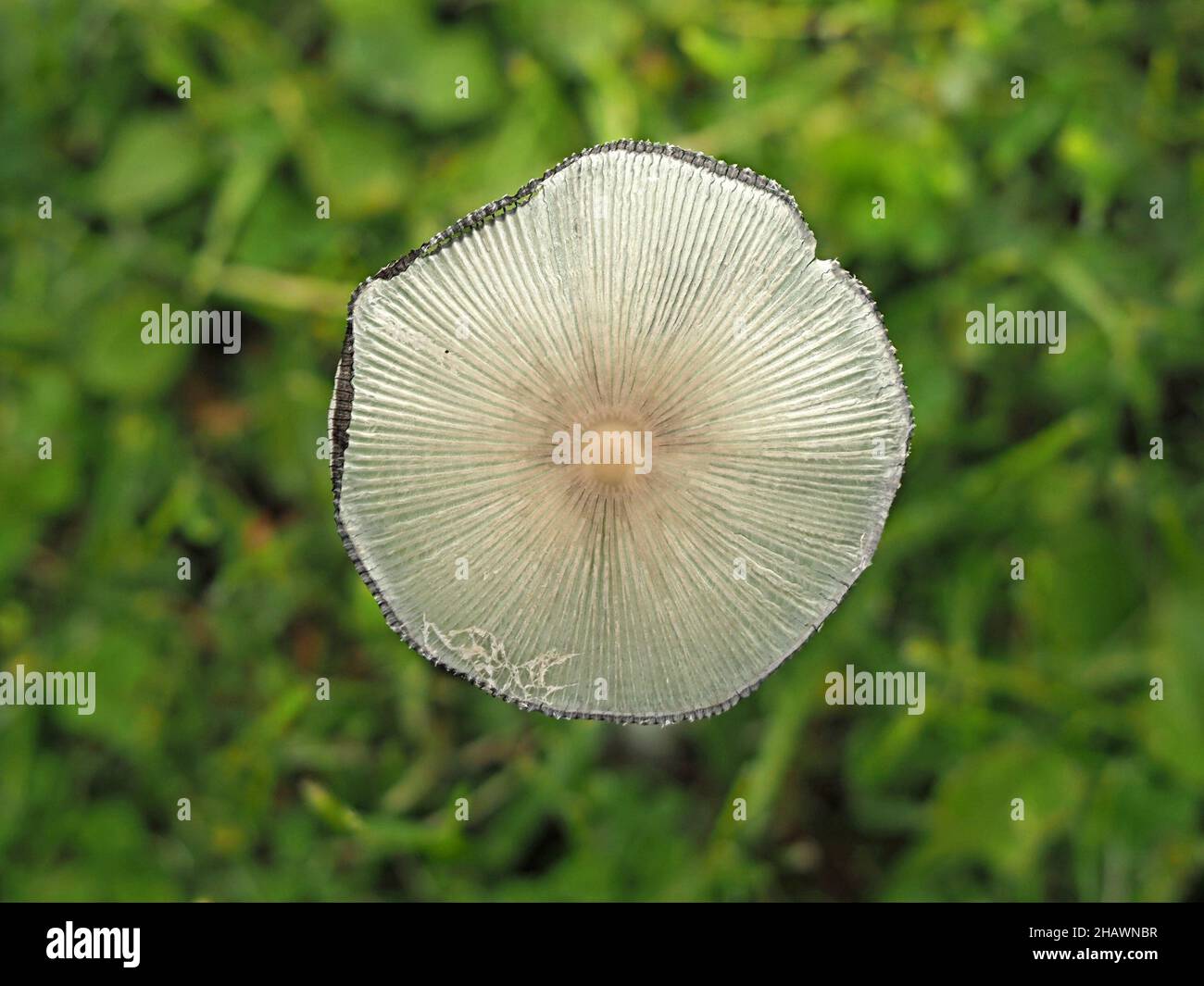 delicate translucent Hare's Foot Inkcap (Coprinopsis lagopus / Coprinus ...