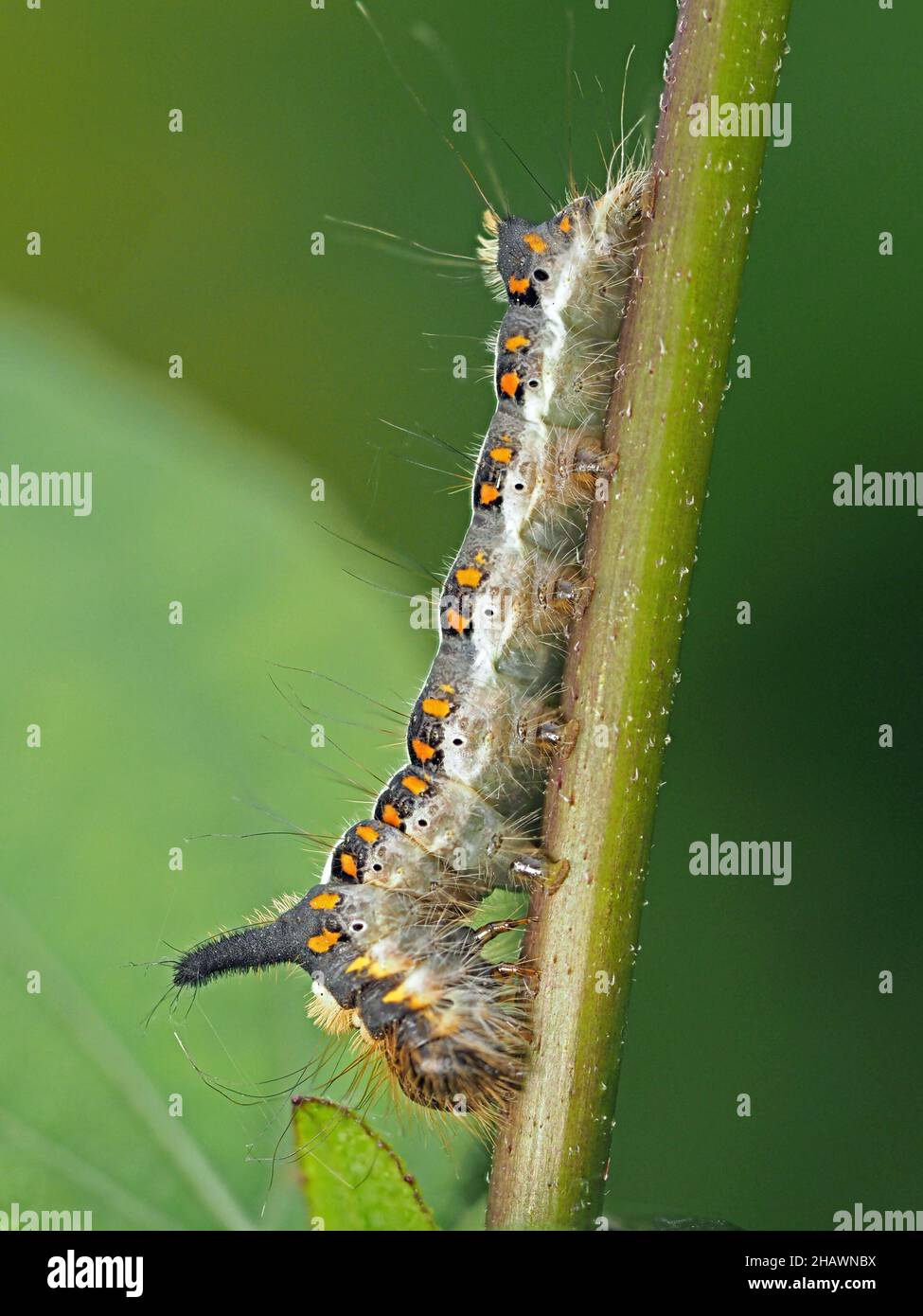 detailed close-up of Grey Dagger moth caterpillar (Acronicta psi) a ...