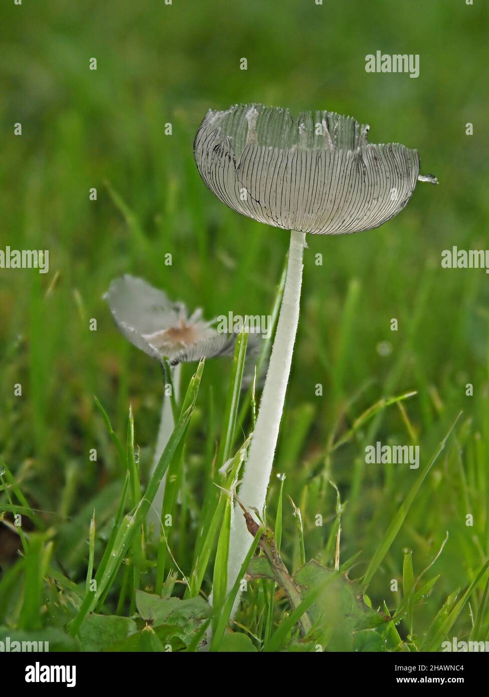 delicate translucent Hare's Foot Inkcap (Coprinopsis lagopus / Coprinus ...