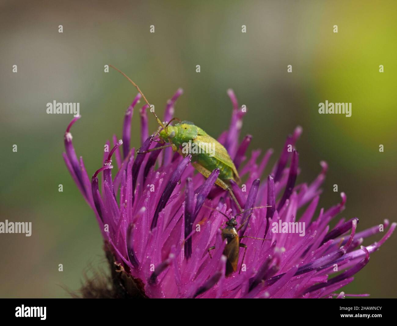 green beetle on purple flower of Common Knapweed (Centaurea nigra ...