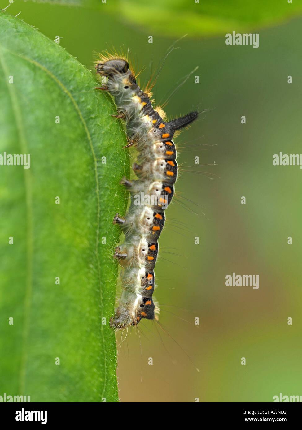 detailed close-up of Grey Dagger moth caterpillar (Acronicta psi) a ...