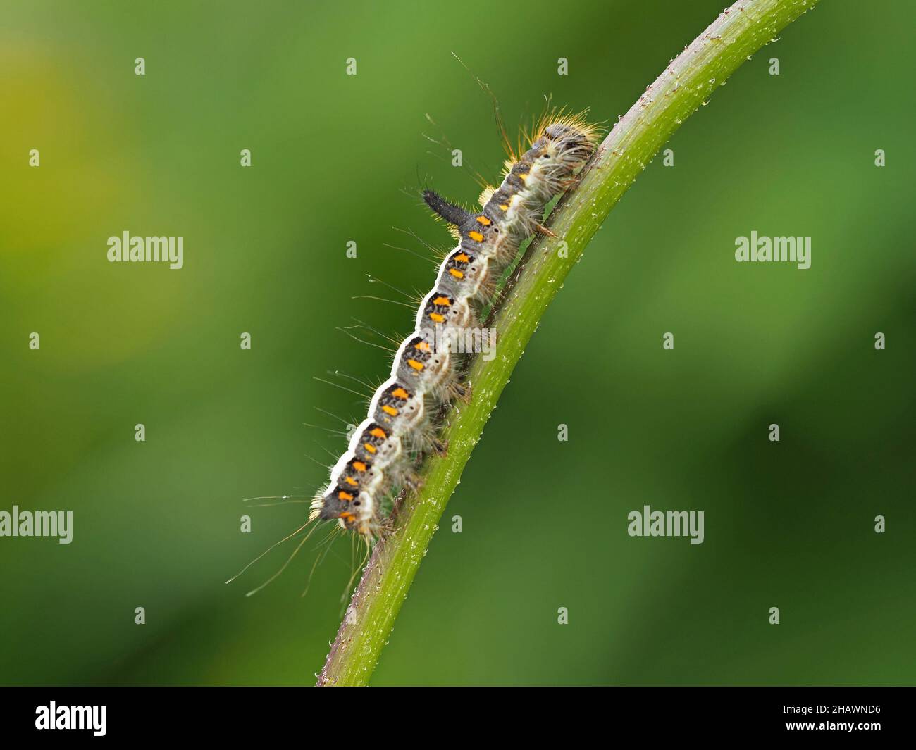 detailed close-up of Grey Dagger moth caterpillar (Acronicta psi) a ...