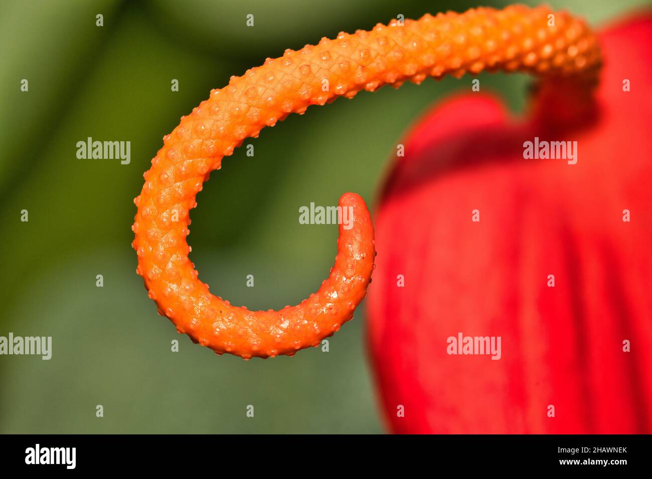 Closeup of the stigma of Anthurium scherzerianum, the flamingo flower ...