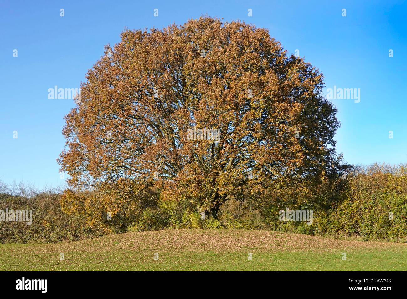 Autumn sunshine in rural landscape English deciduous hardwood Oak Tree ...