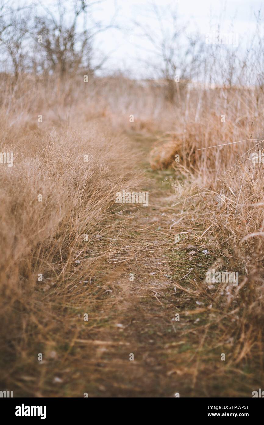 Field of wheat in Forth Worth, Texas, United States Stock Photo - Alamy