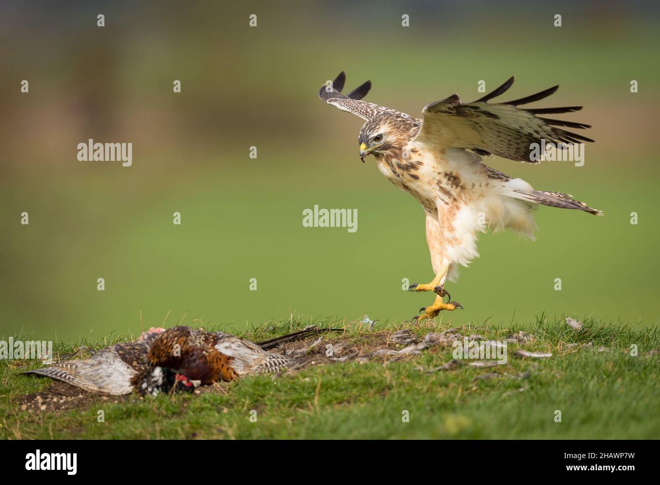 Bird killing bird hi-res stock photography and images - Alamy