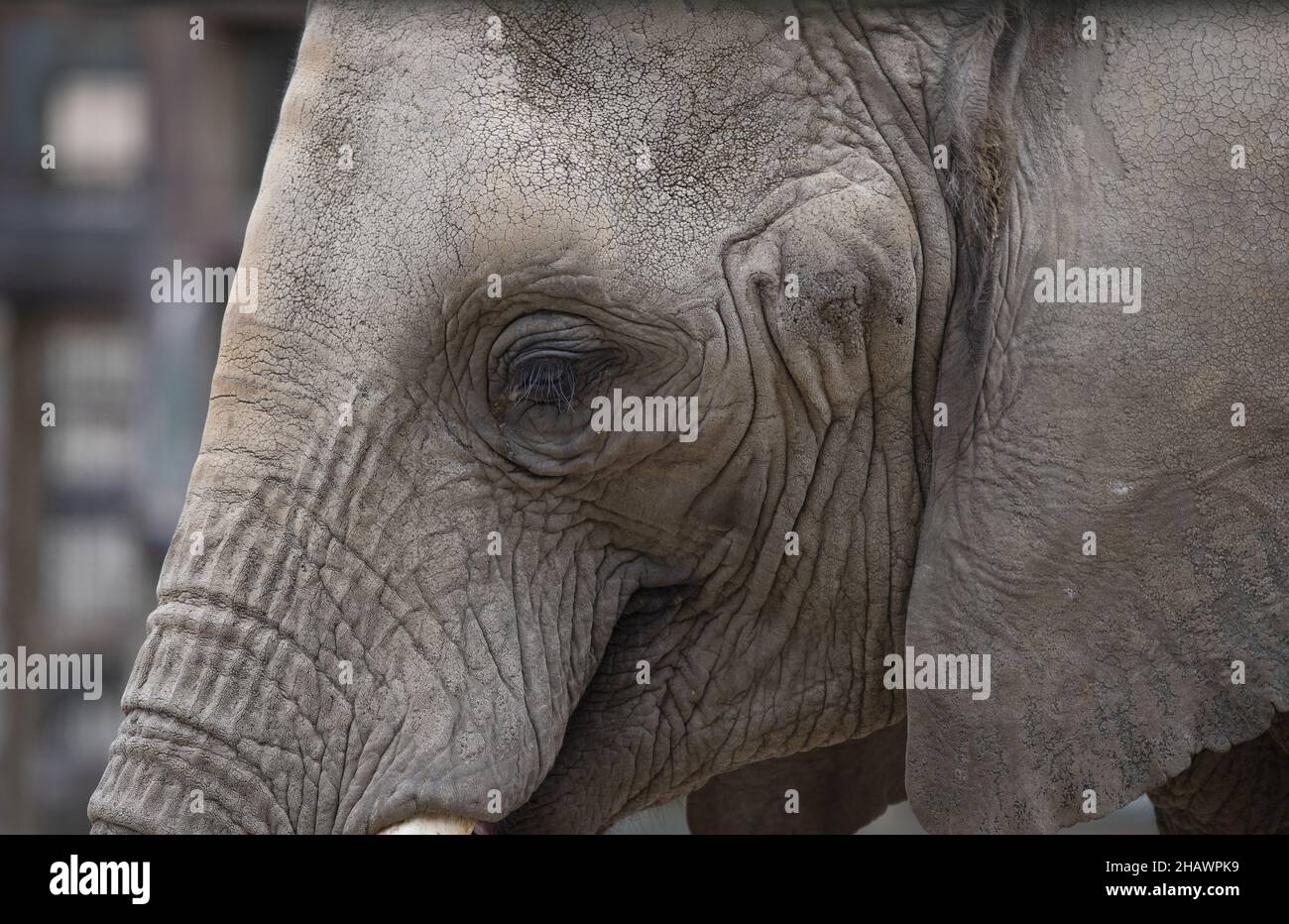Closeup of a gray clever elephant's face with the blurred background in ...