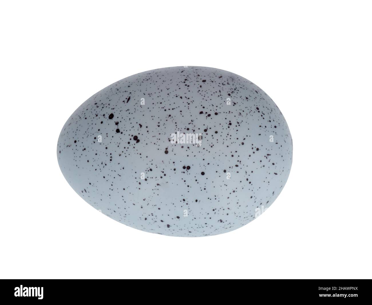 Blue spotted painted Easter egg isolated on white background Stock ...
