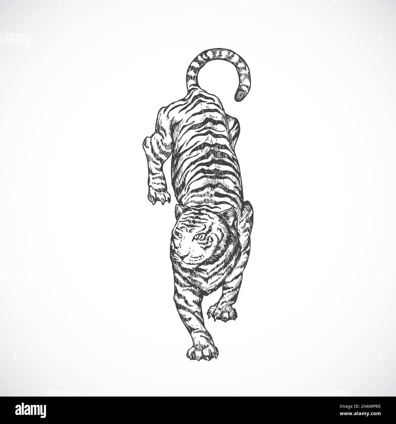 Hand Drawn Walking Tiger Vector Illustration. Abstract Sneaking Animal ...