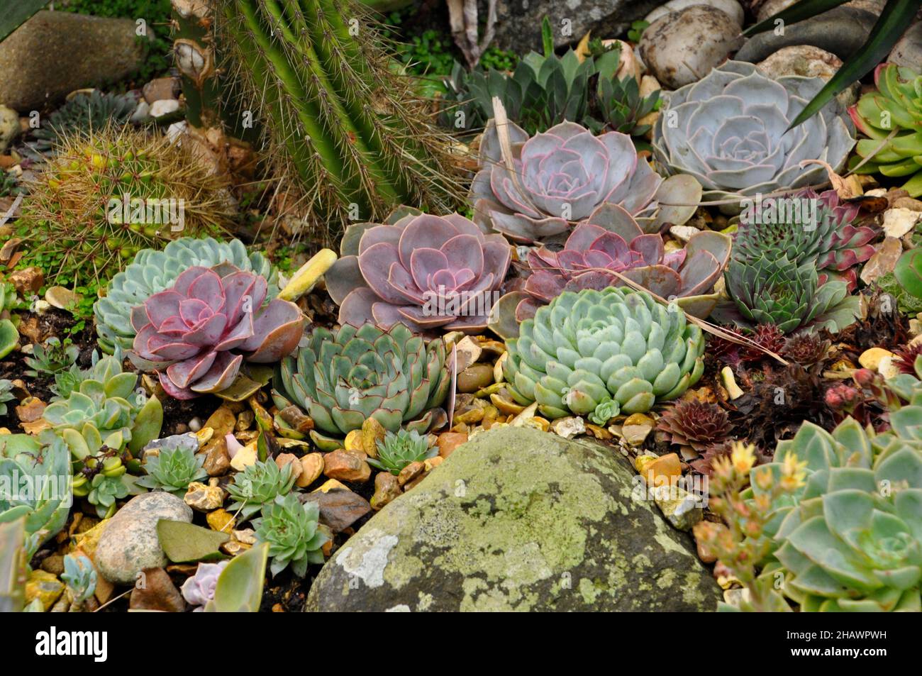 Plants on clifftop hi-res stock photography and images - Alamy