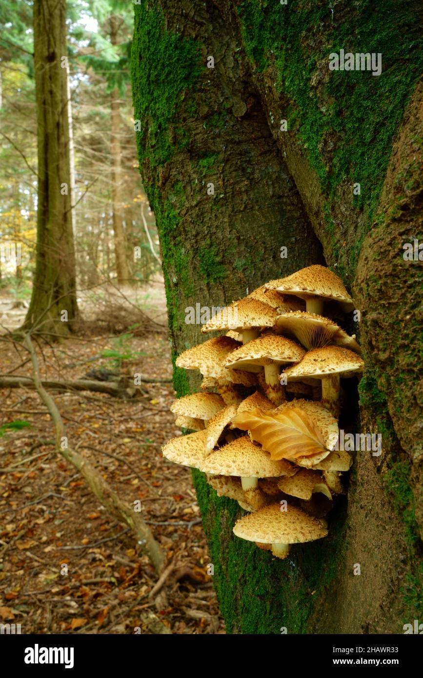 Fungi growing on a tree trunk in woodland Stock Photo - Alamy