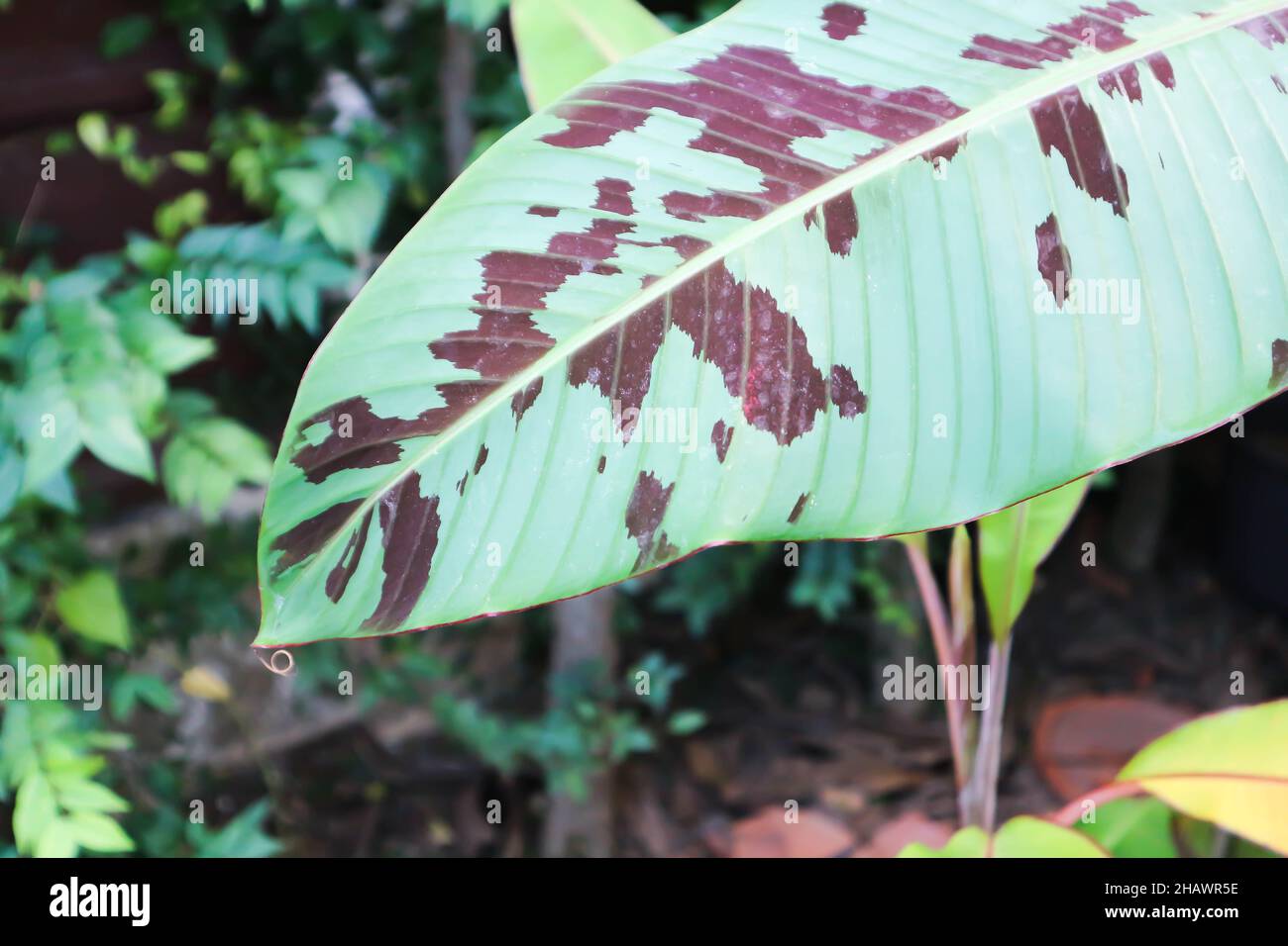 banana plant, blood banana or Musa acuminata or Musa balbisiana plant ...