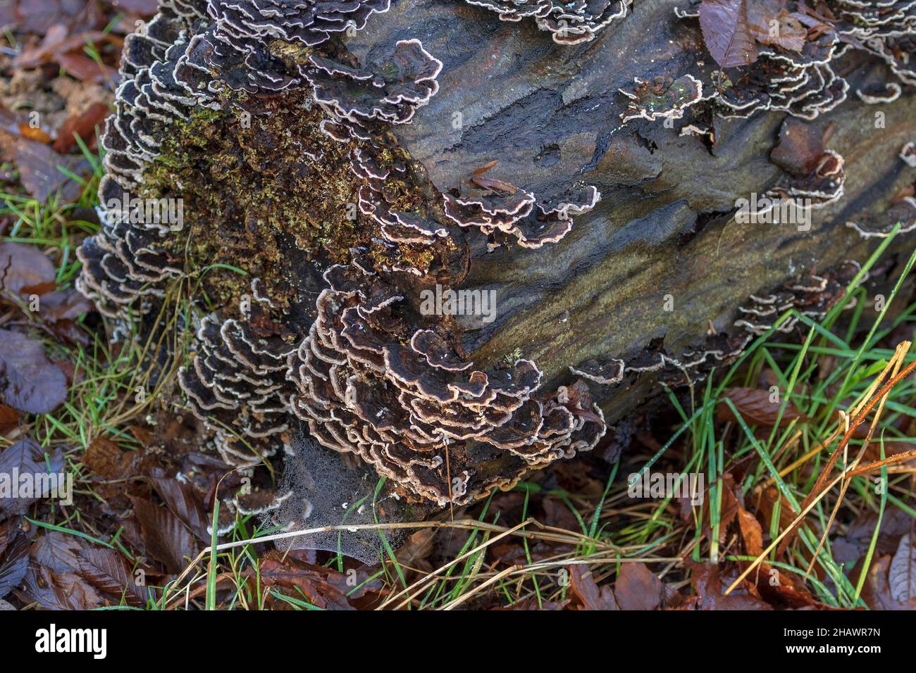 Layered or bracket Fungus growing on a rotting tree trunk Stock Photo ...