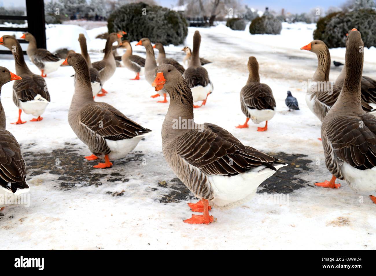 Fat Perigord geese with red beaks walk the farm in winter. Beautiful ...