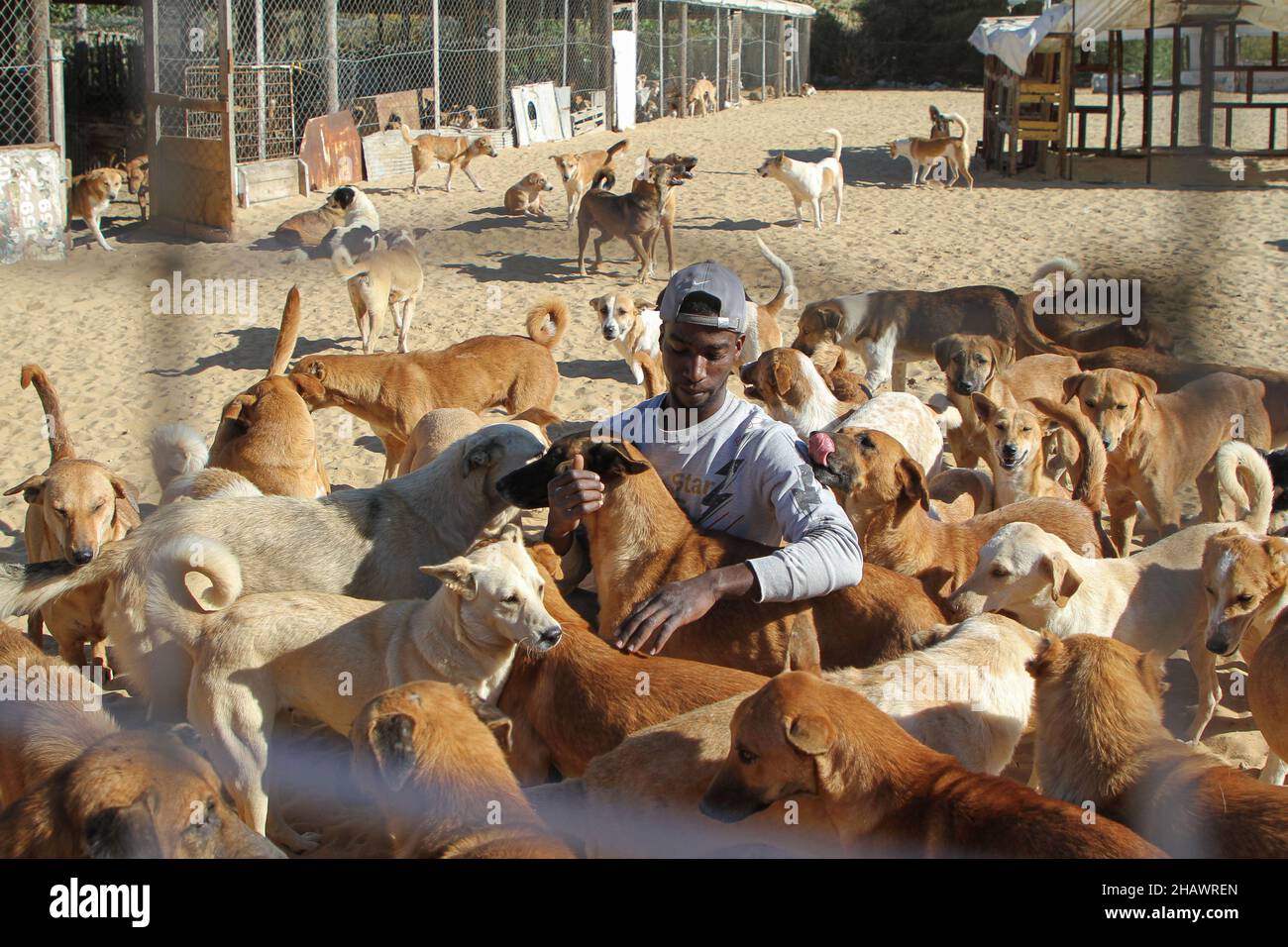 Gaza. 15th Dec, 2021. Saed Al-Aer feeds dogs at his shelter center in ...