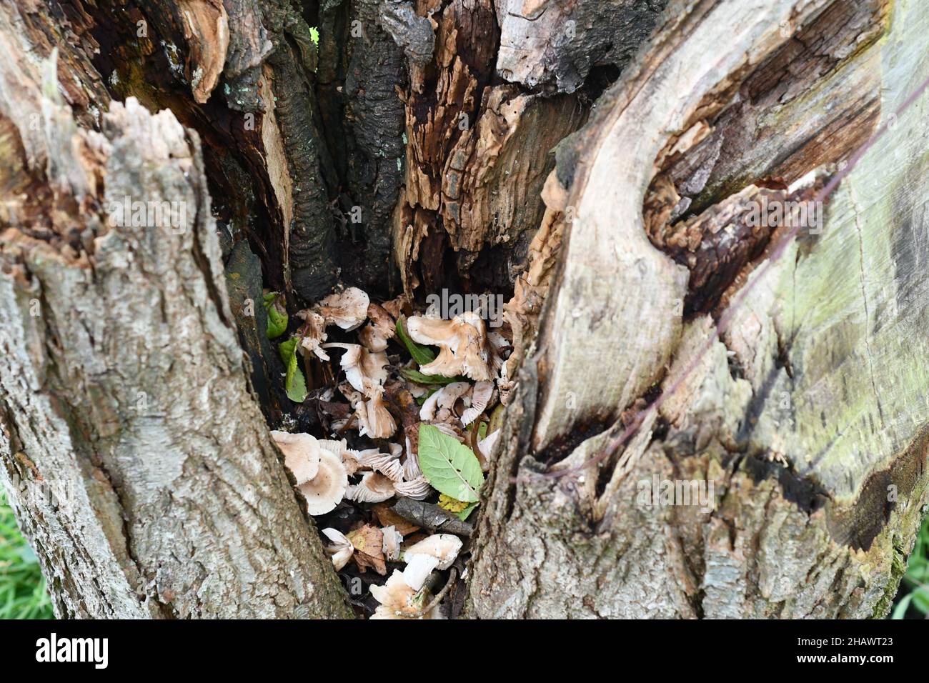 Fungi, wild mushrooms growing in a split plum tree trunk Stock Photo ...