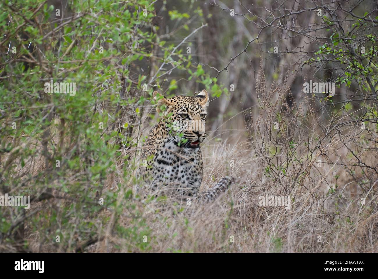 leopard, Panthera pardus, a big predator and african wild cat stalking ...