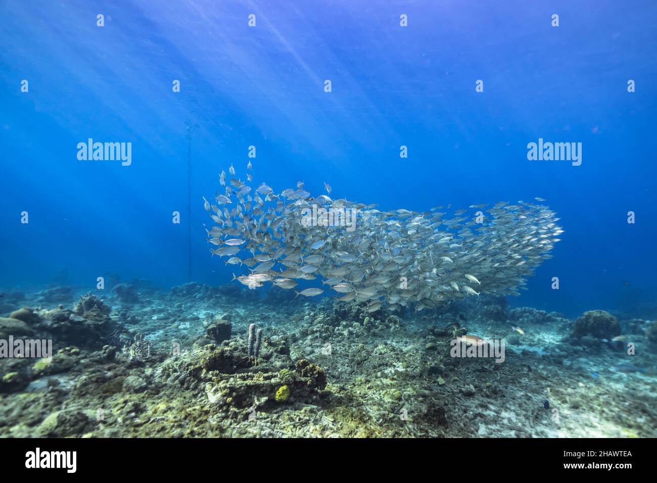 Seascape with Bait Ball, School of Fish in the coral reef of the ...