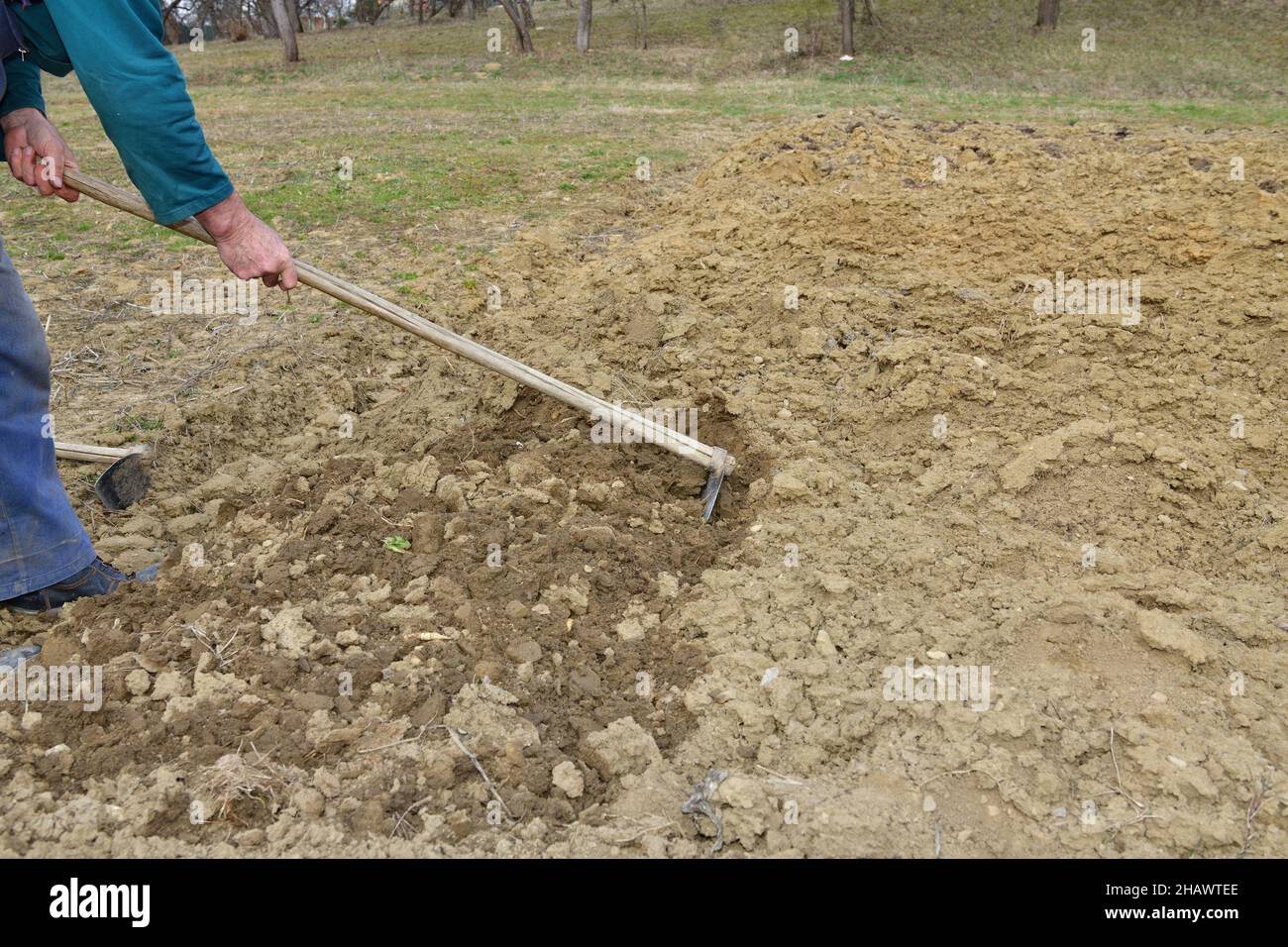 A farmer in a field hoeing the soil by hand before planting the seeds ...