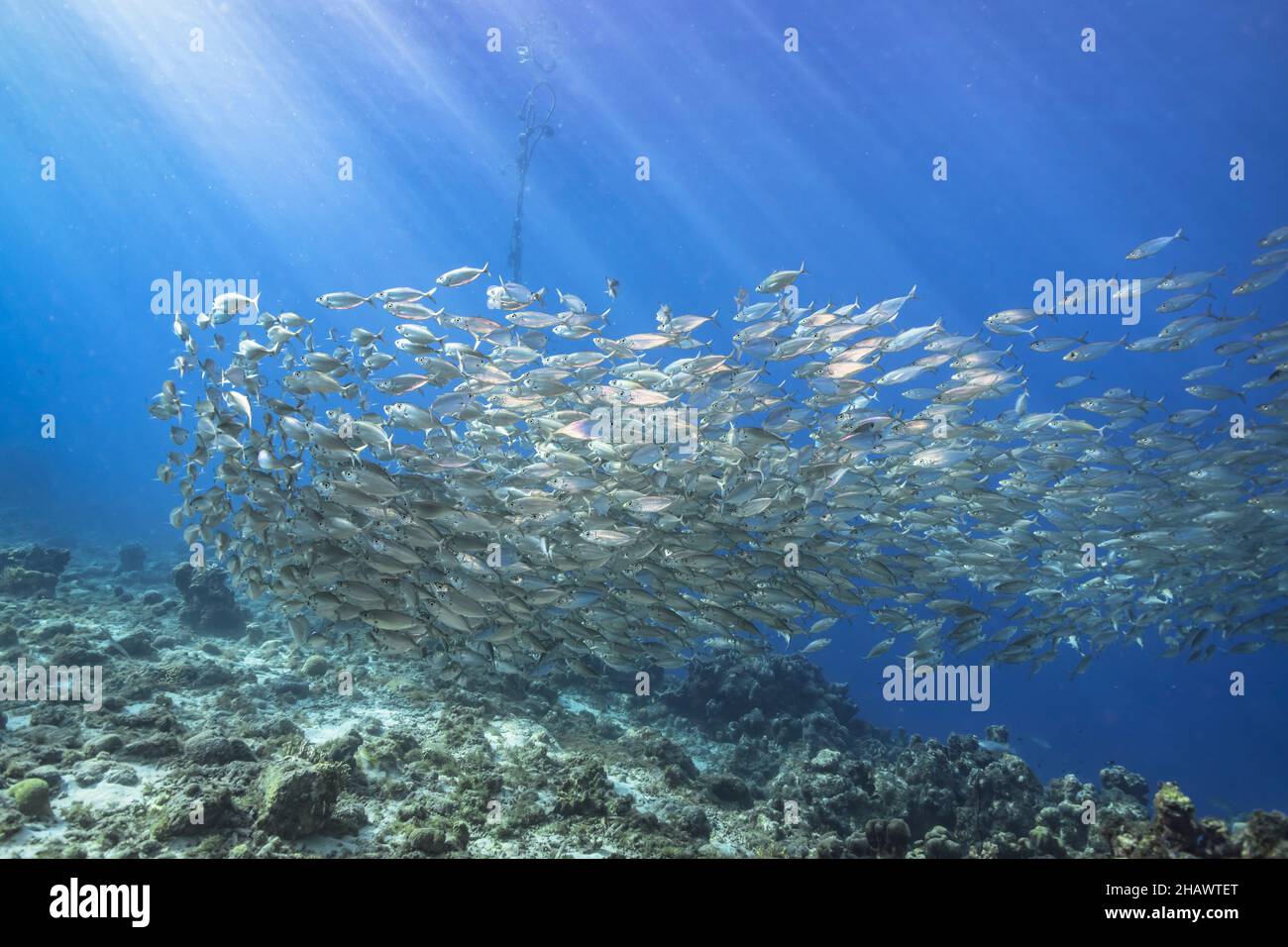 Seascape with Bait Ball, School of Fish in the coral reef of the ...