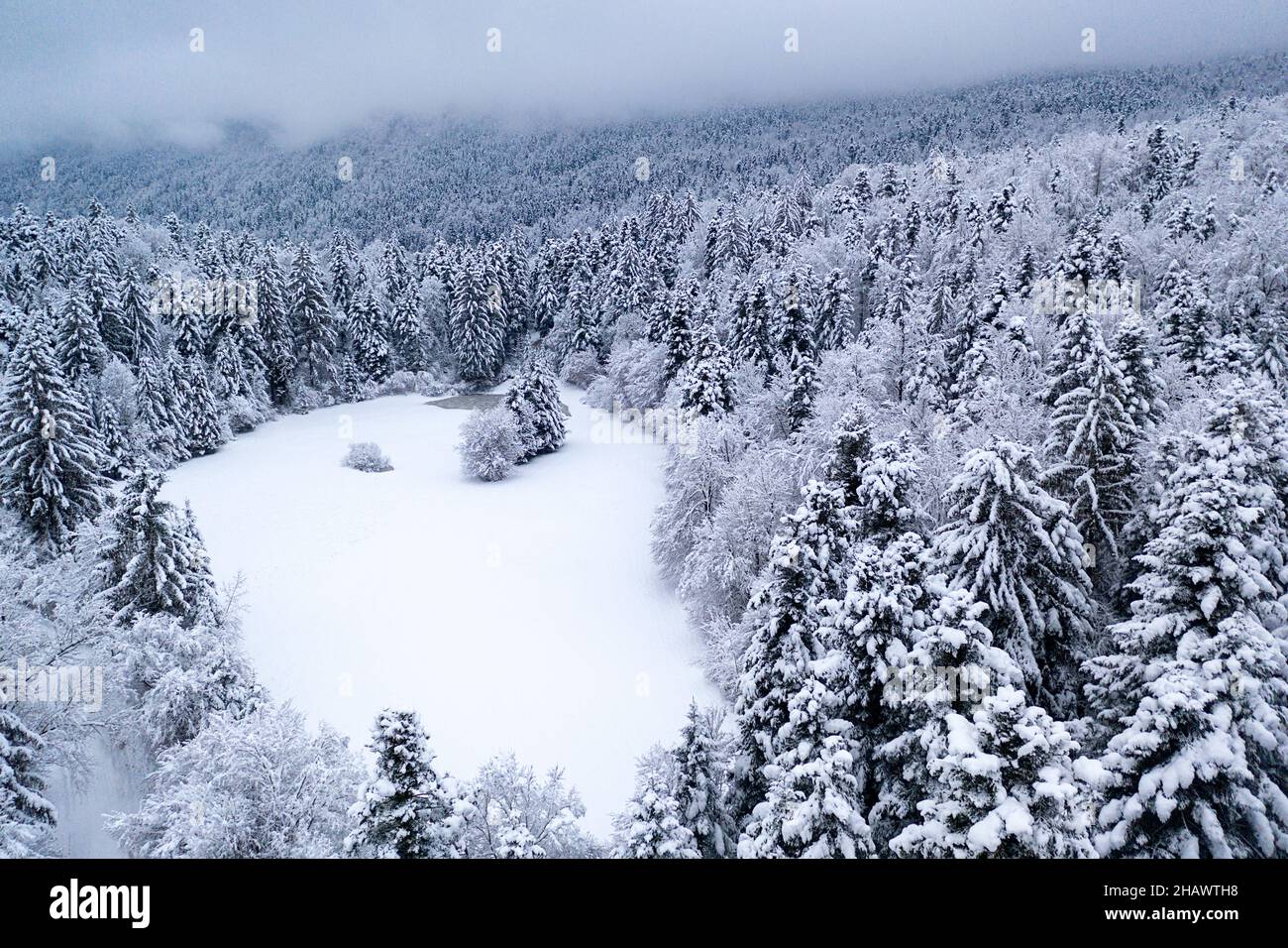 Aerial view from above of winter forest covered in snow. Pine tree and ...