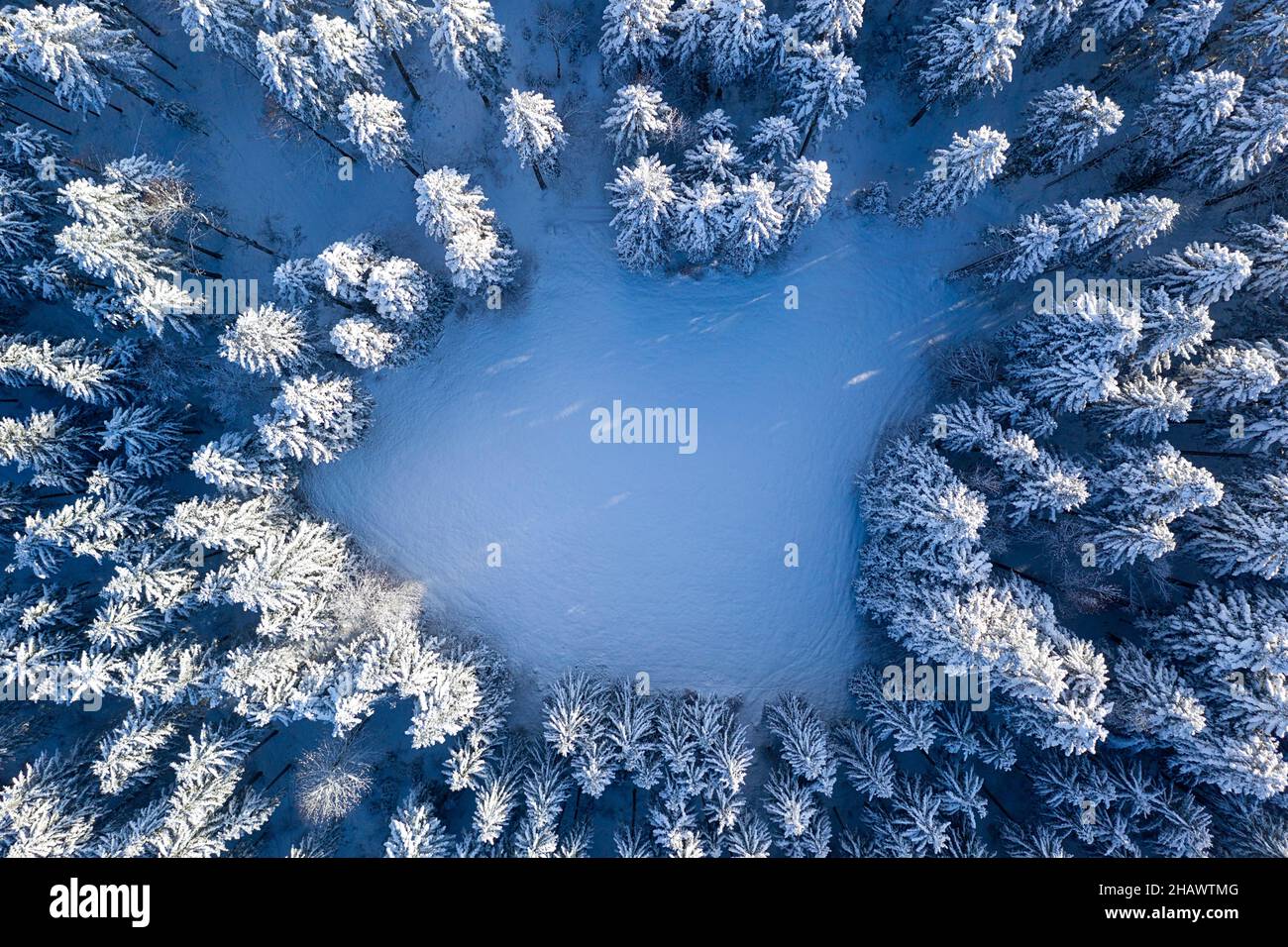 Aerial view from above of winter forest covered in snow. Pine tree and ...