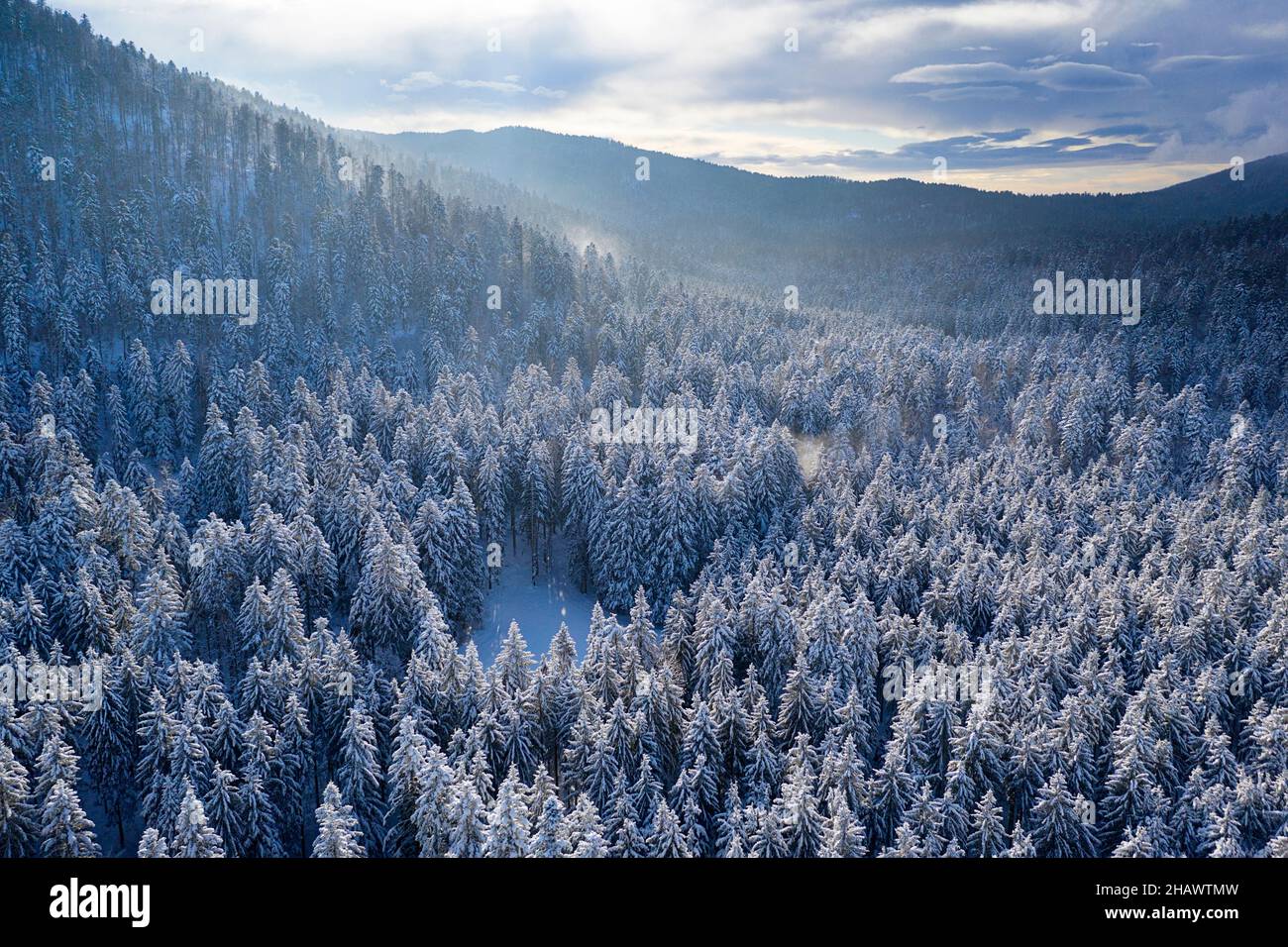 Aerial view from above of winter forest covered in snow. Pine tree and ...