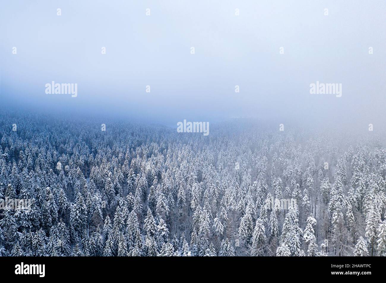 Aerial view from above of winter forest covered in snow. Pine tree and ...