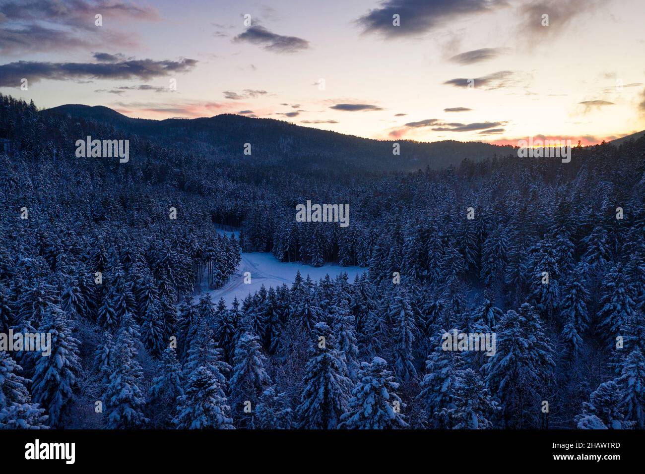 Aerial view from above of winter forest covered in snow. Pine tree and ...