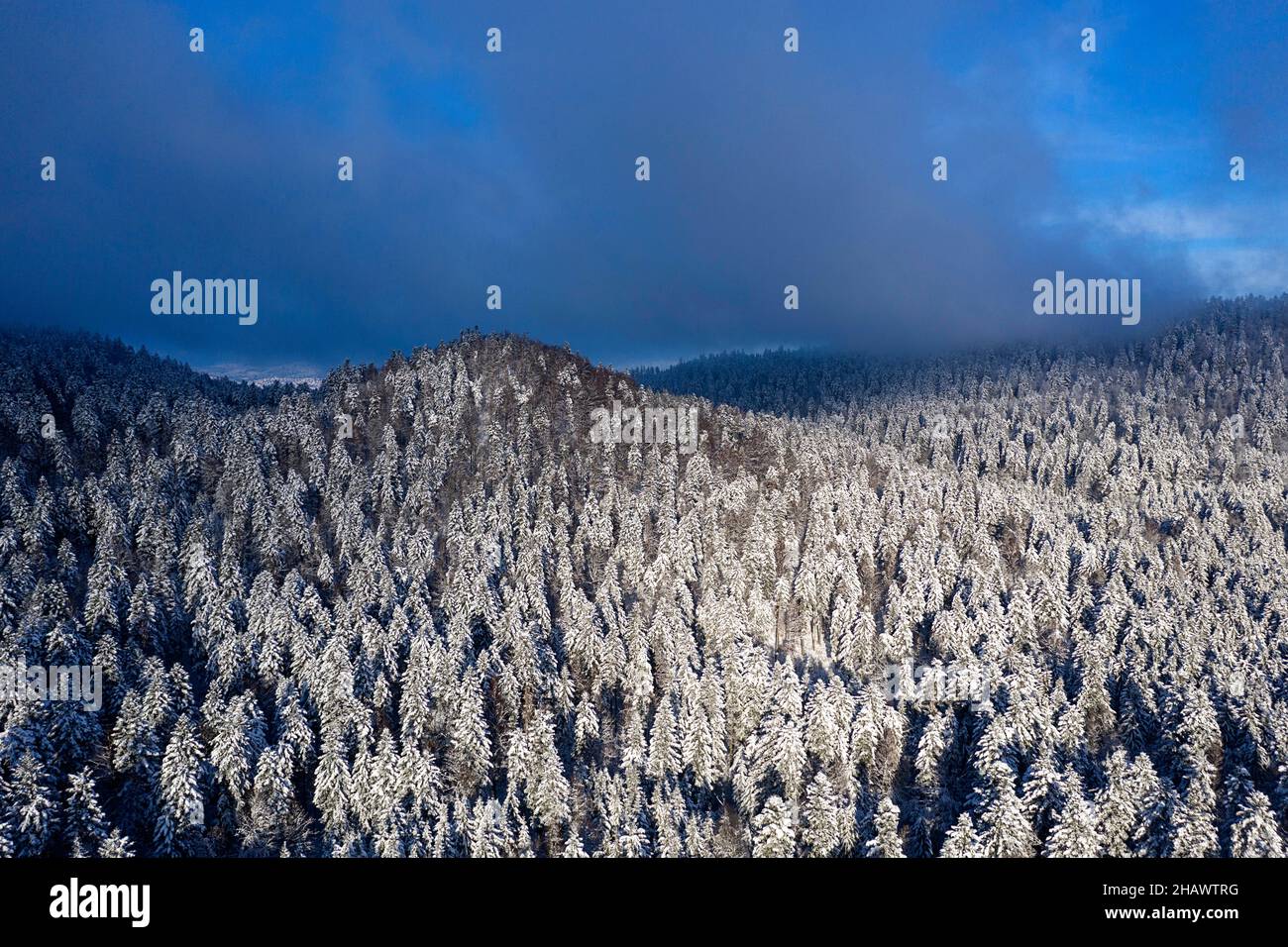 Aerial view from above of winter forest covered in snow. Pine tree and ...