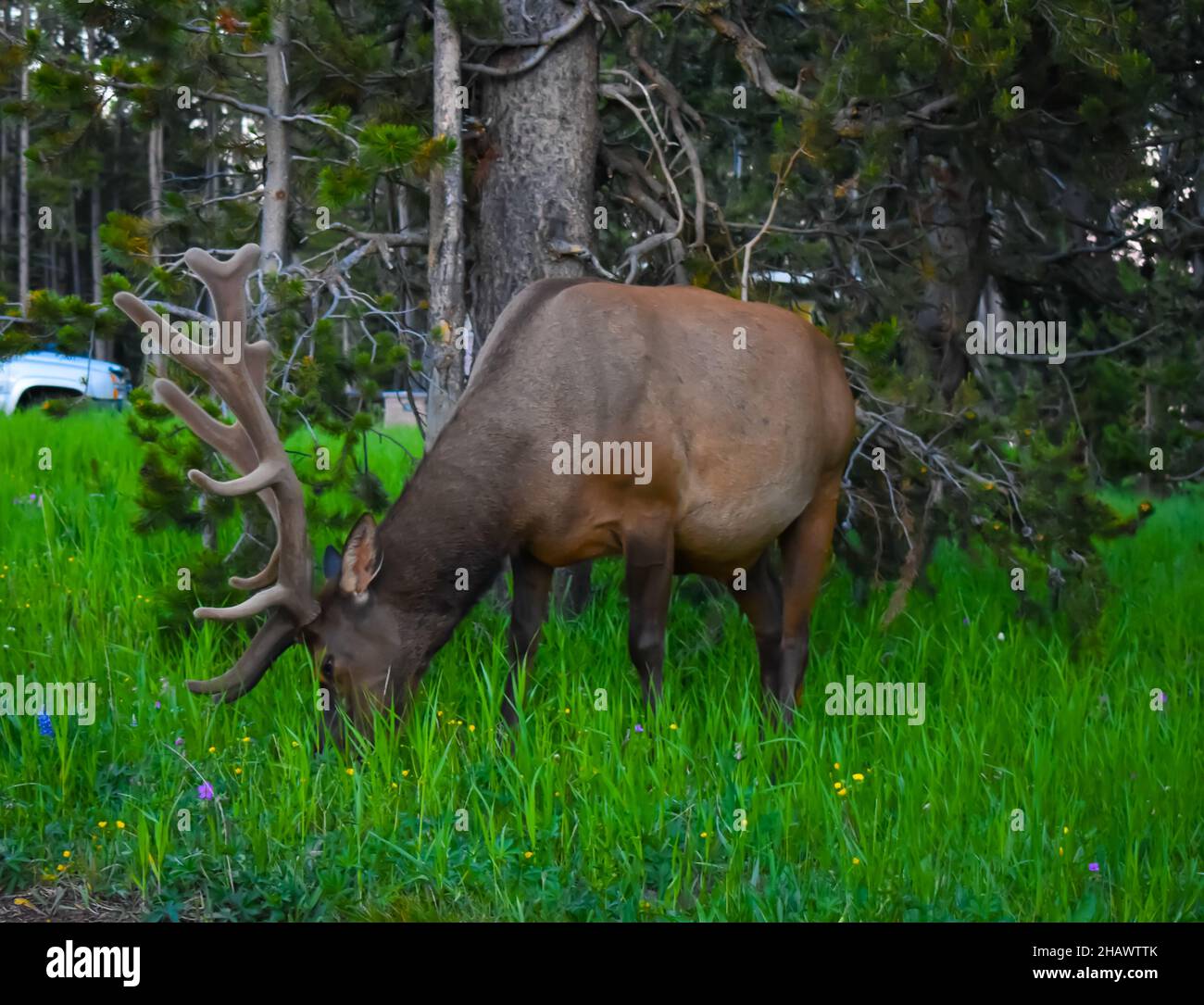 Closeup of a Roosevelt elk grazing in a forest in the daylight Stock ...