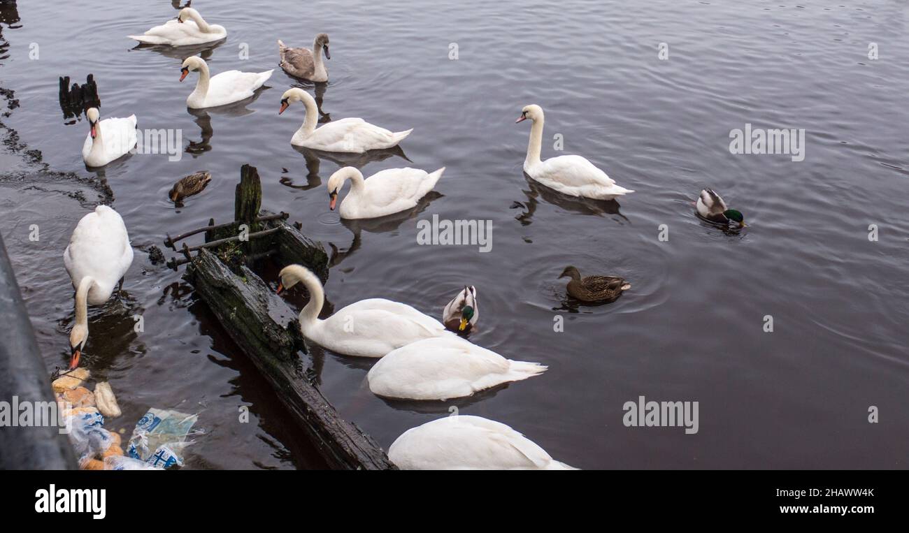 Plastic pollution. River Tees,Stockton,England,UK. Swans and ducks ...