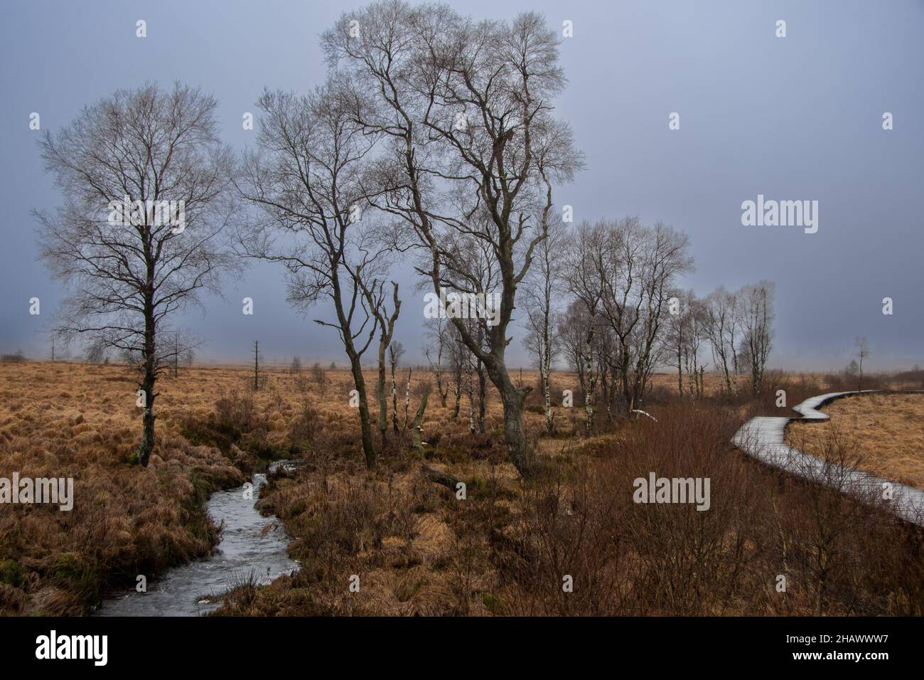 Landscape photo of the moorland in the nature reserve "High Fens" in ...
