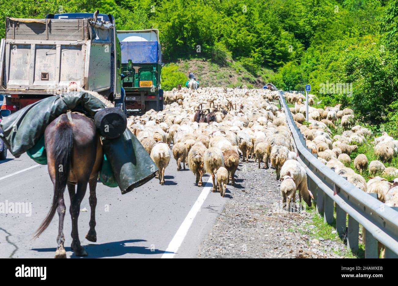 Group of sheeps ion the road with horses behind and trucks passing by ...