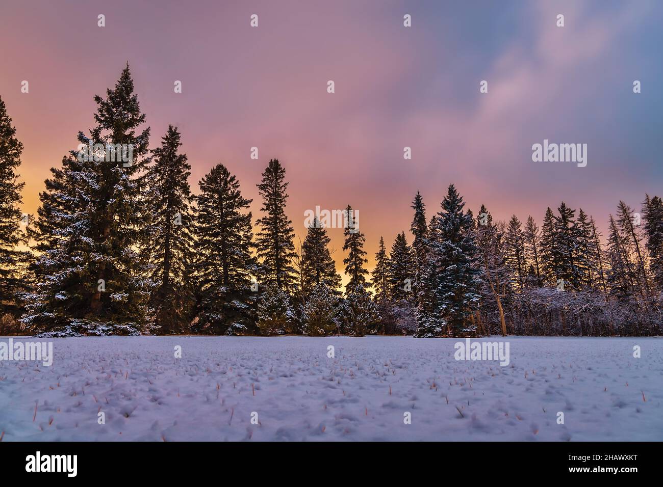 Sunrise Over Snowy Trees Stock Photo - Alamy