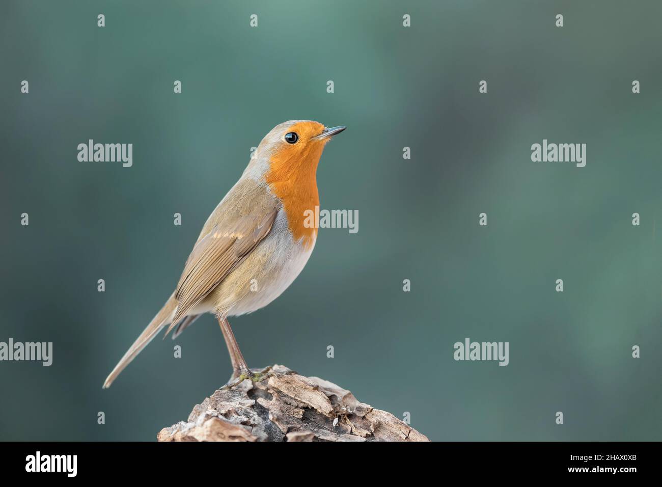 Fine art portrait of Red robin in the woodland (Erithacus rubecula ...