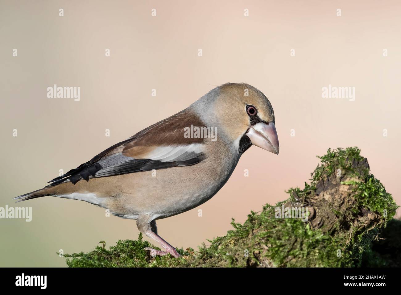 The hawfinch female, fine art portrait (Coccothraustes coccothraustes ...
